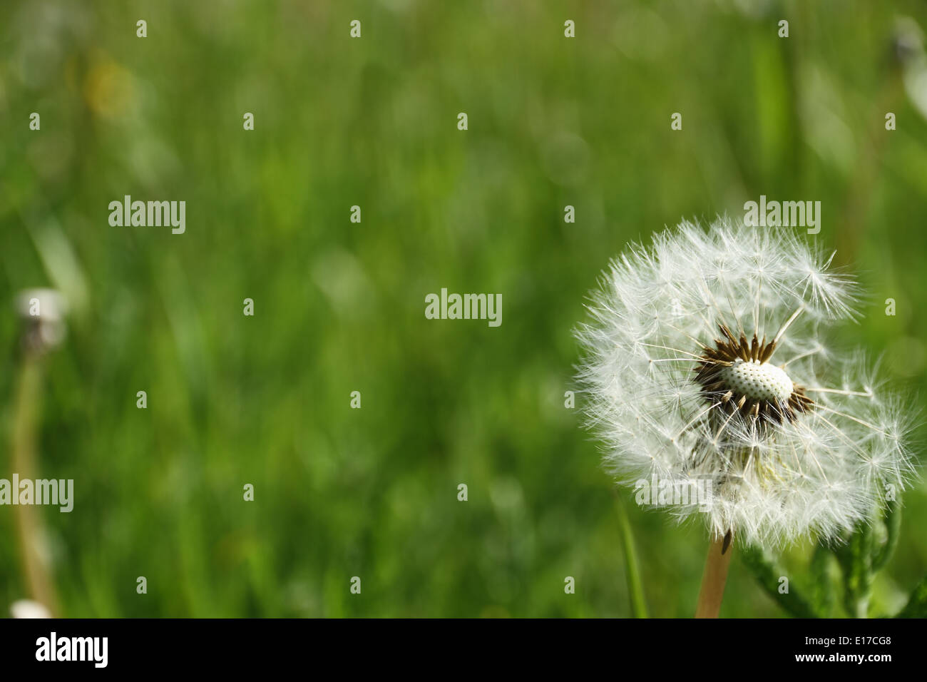 Bright meadow hi-res stock photography and images - Alamy