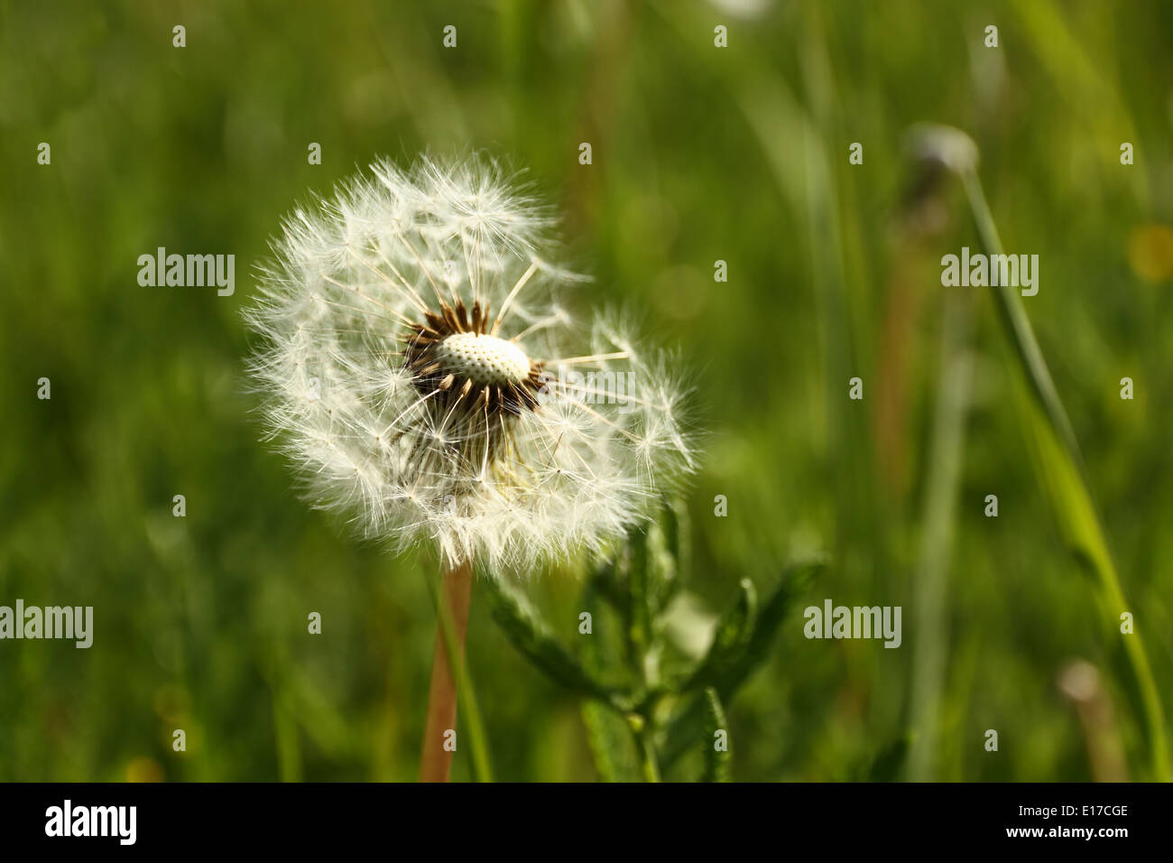 Flying Seeds High Resolution Stock Photography and Images - Alamy