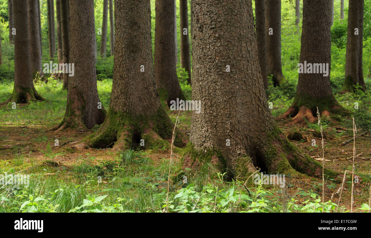 Strong trees hi-res stock photography and images - Alamy