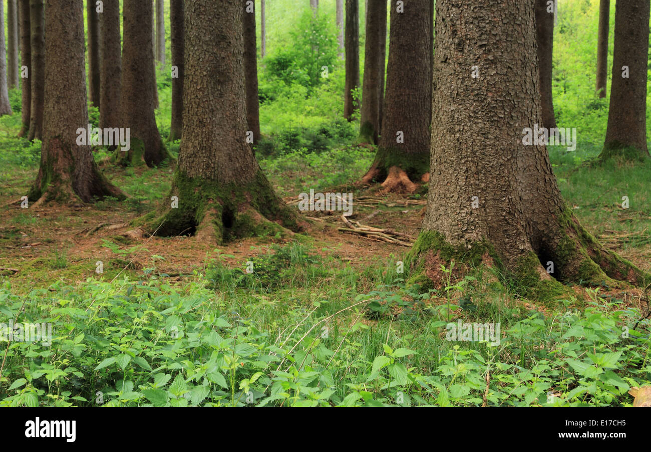 Powerful, strong trees in the forest, horizontal Stock Photo - Alamy