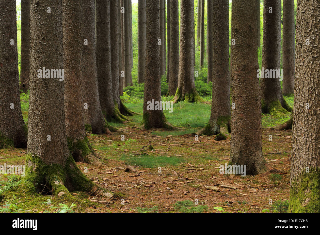 Mighty trees in the forest,close up Stock Photo - Alamy