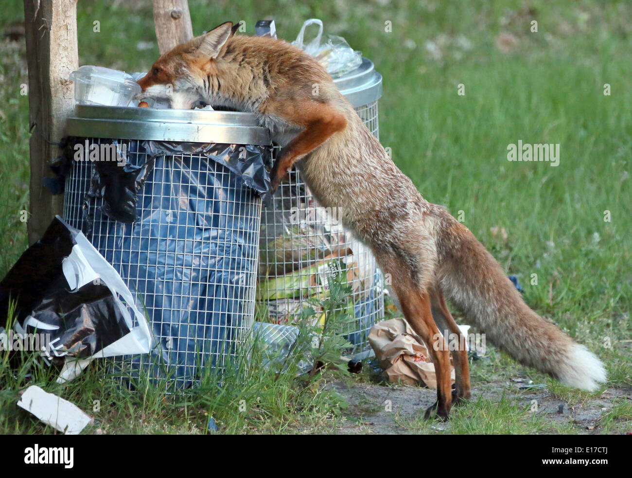 Berlin, Germany. 22nd May, 2014. A fox searches for food in a garbage ...