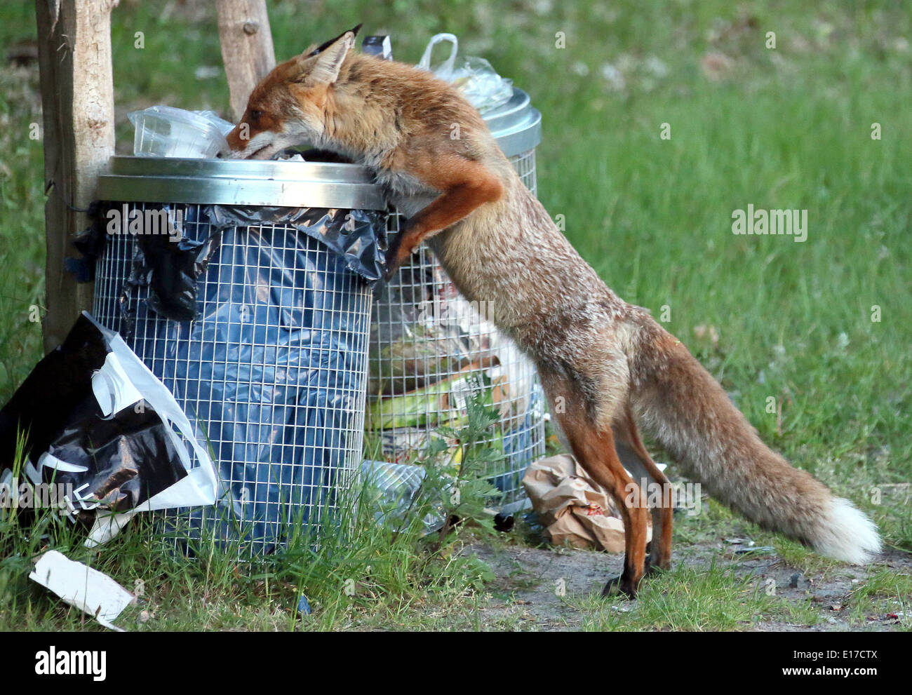 Fox Garbage High Resolution Stock Photography and Images - Alamy