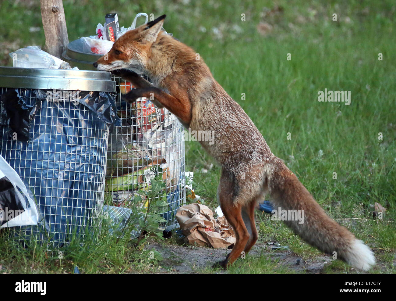 Berlin, Germany. 22nd May, 2014. A fox searches for food in a garbage ...