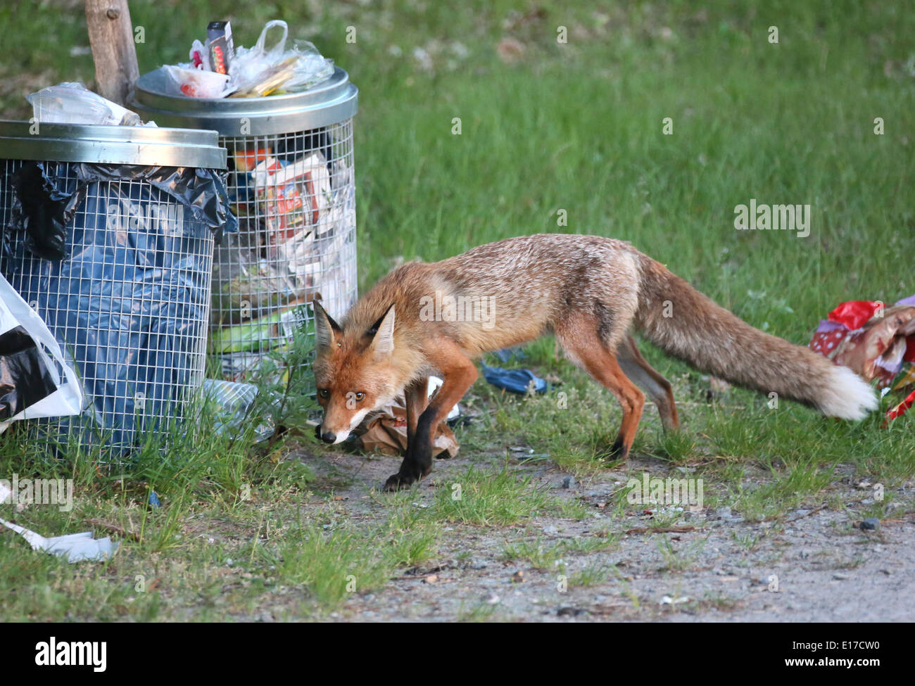 Berlin, Germany. 22nd May, 2014. A fox searches for food in a garbage ...