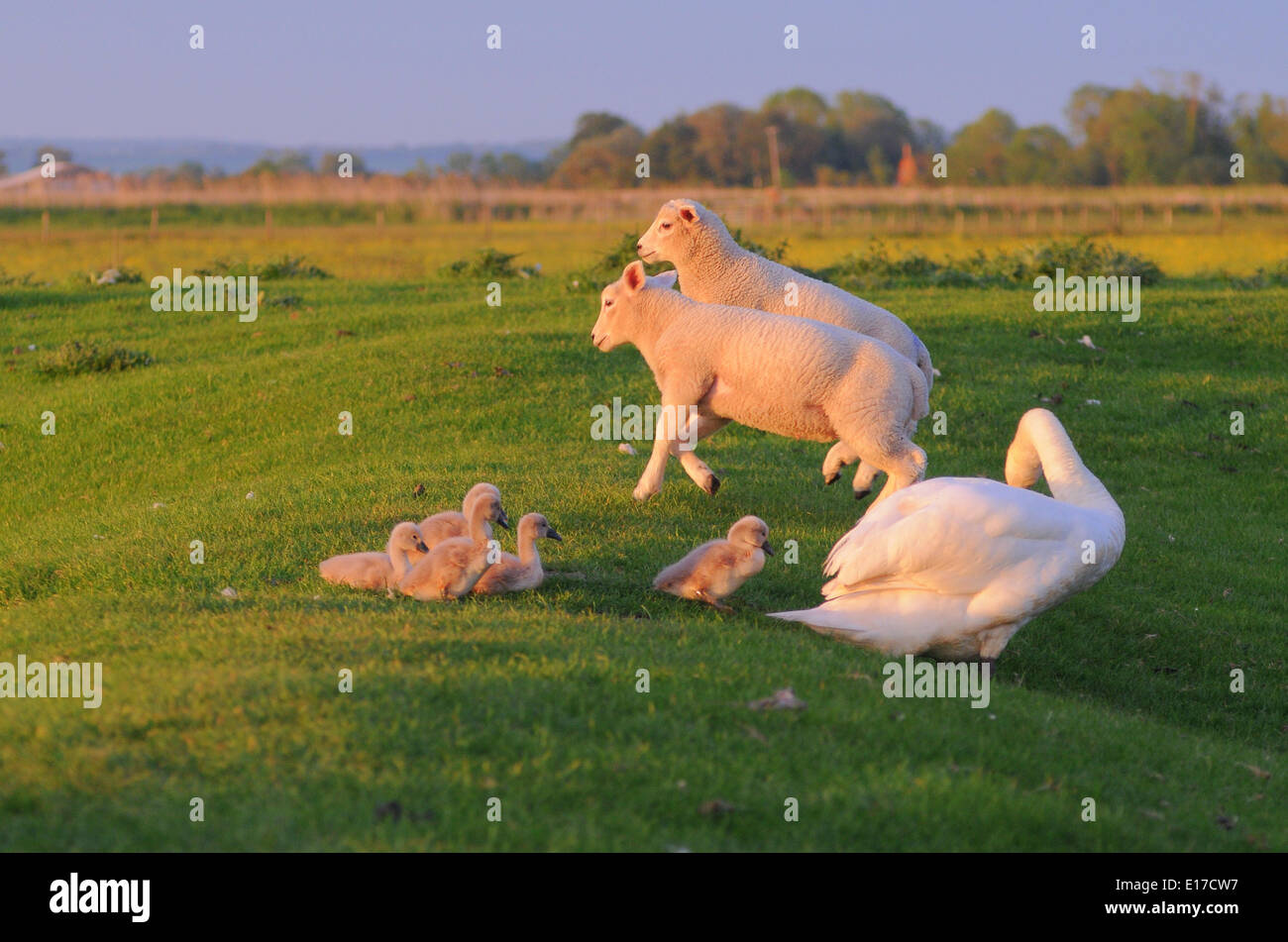 Five lambs hi-res stock photography and images - Alamy