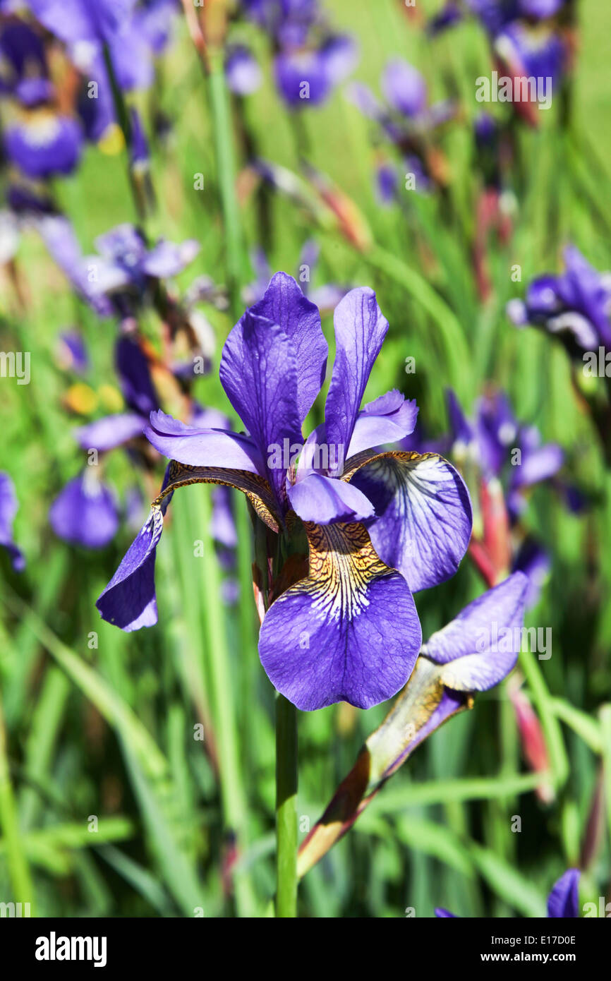 Iris blue hi-res stock photography and images - Alamy
