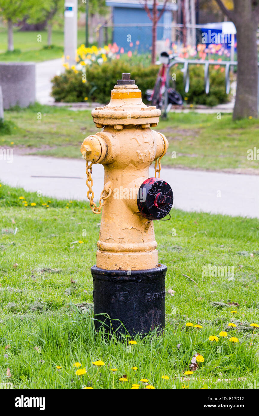 Can You Take Dogs To Toronto Island