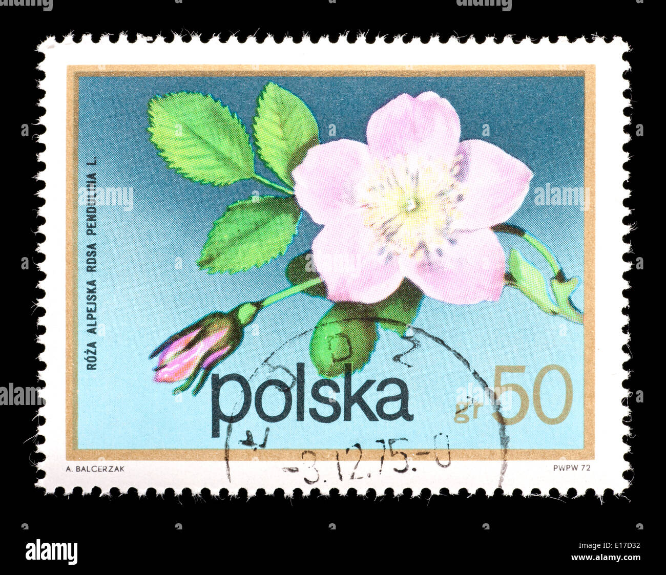 Postage stamp from Poland depicting an alpine rose flower Stock Photo ...