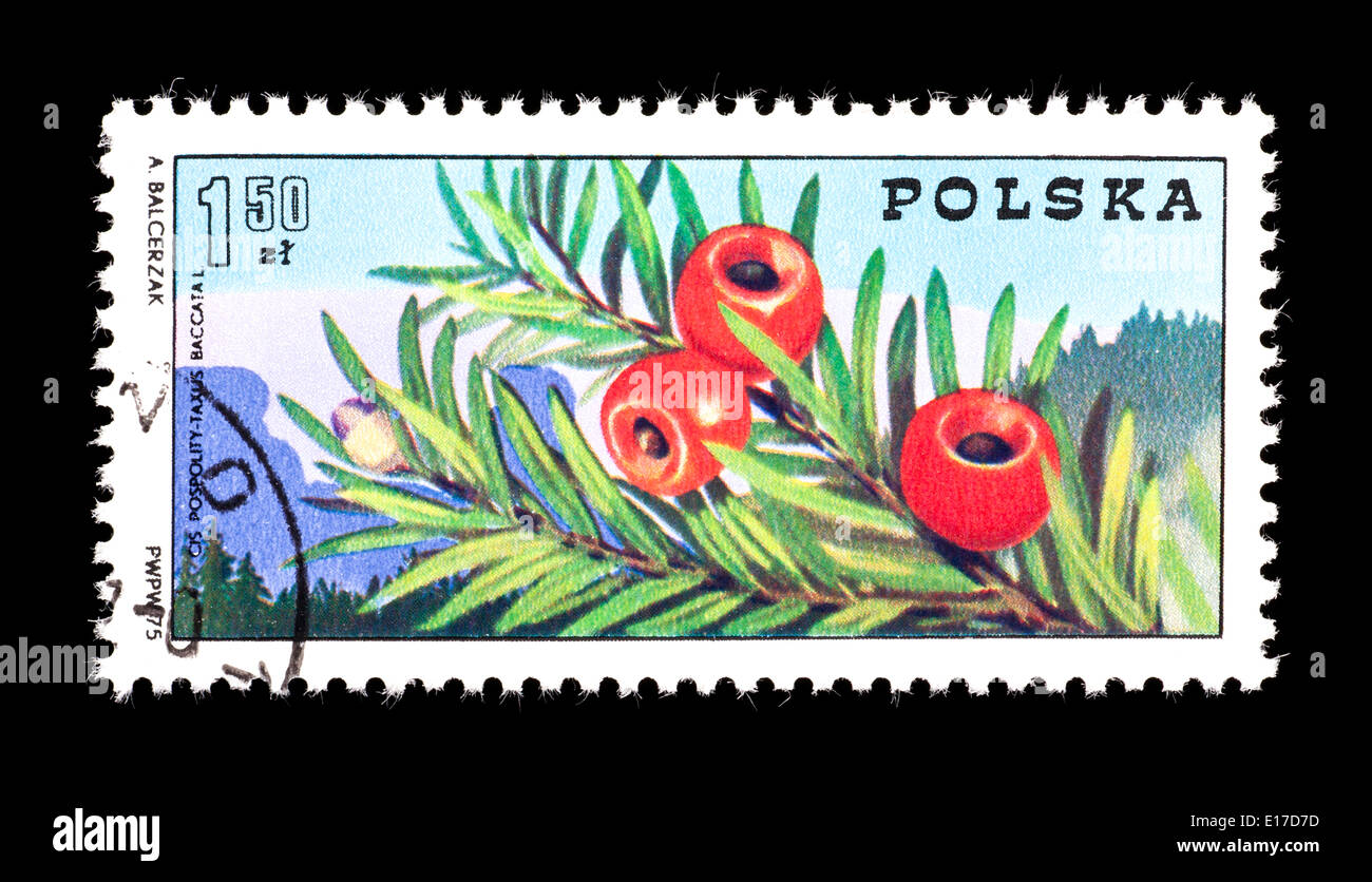 Yew branch hi-res stock photography and images - Alamy