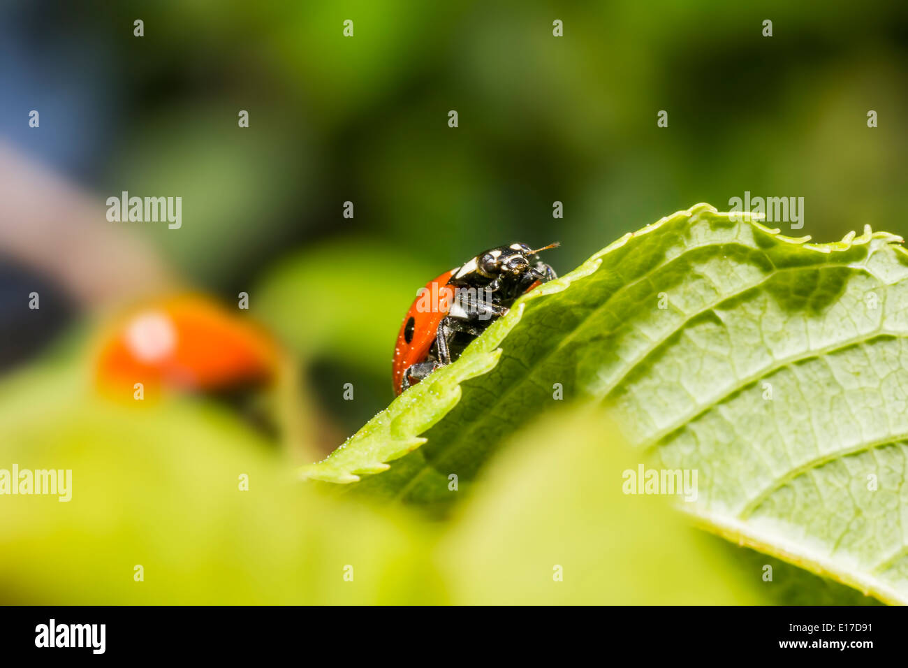 Portrait of a ladybug Stock Photo - Alamy