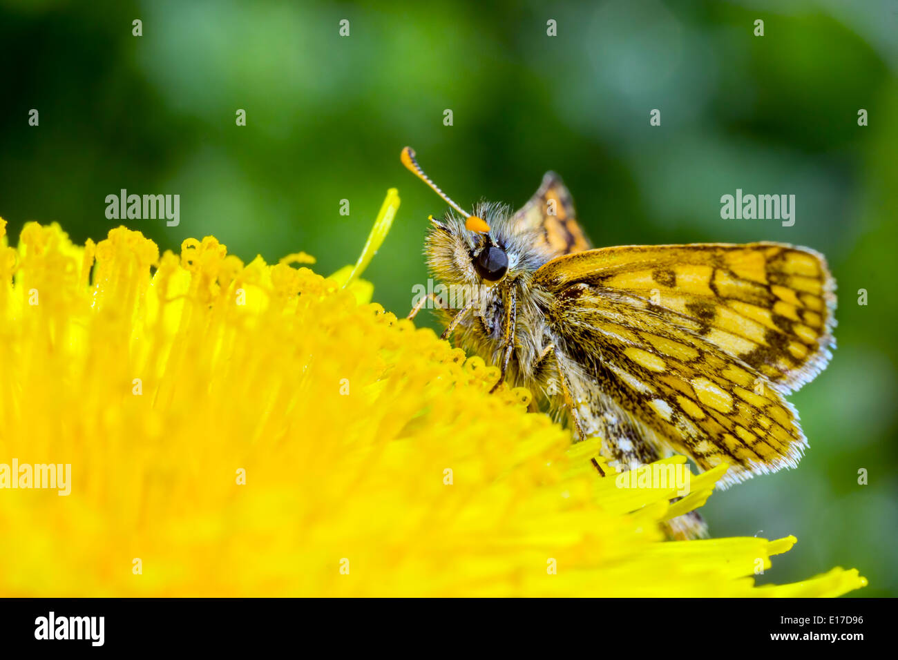 Portrait of a butterfly Stock Photo - Alamy
