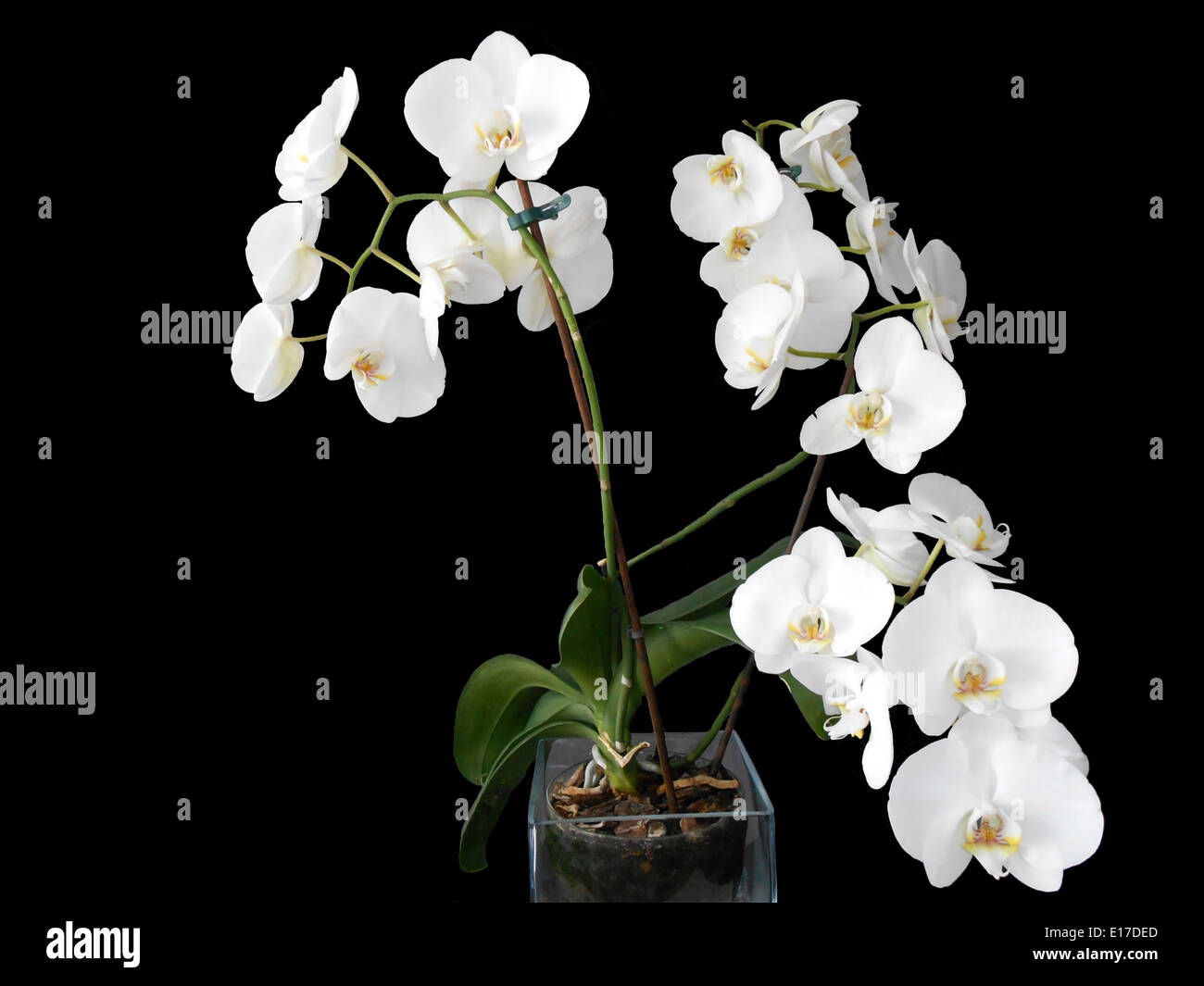 Isolated white orchids over a black background Stock Photo - Alamy