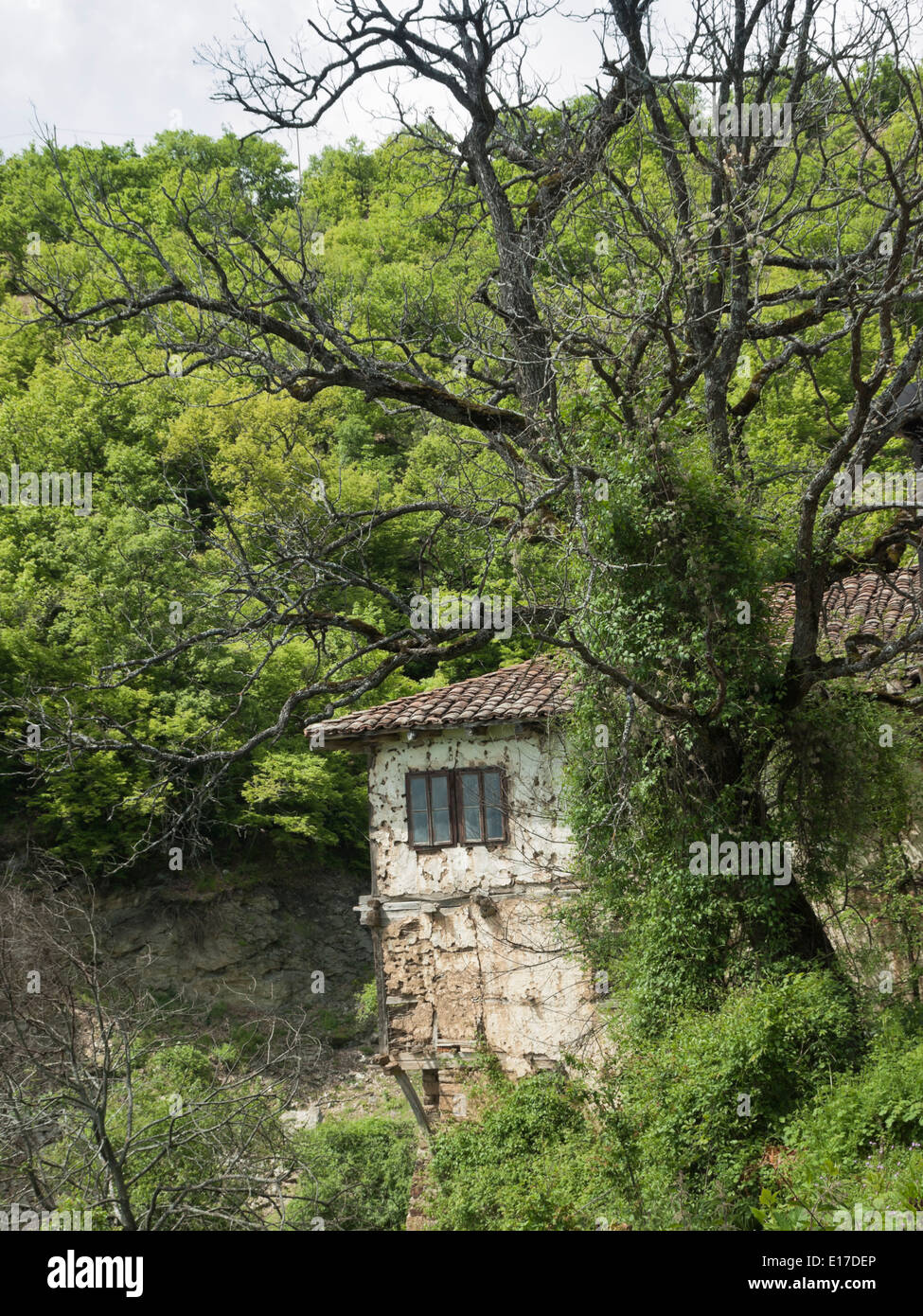 Old tree and house hi-res stock photography and images - Alamy