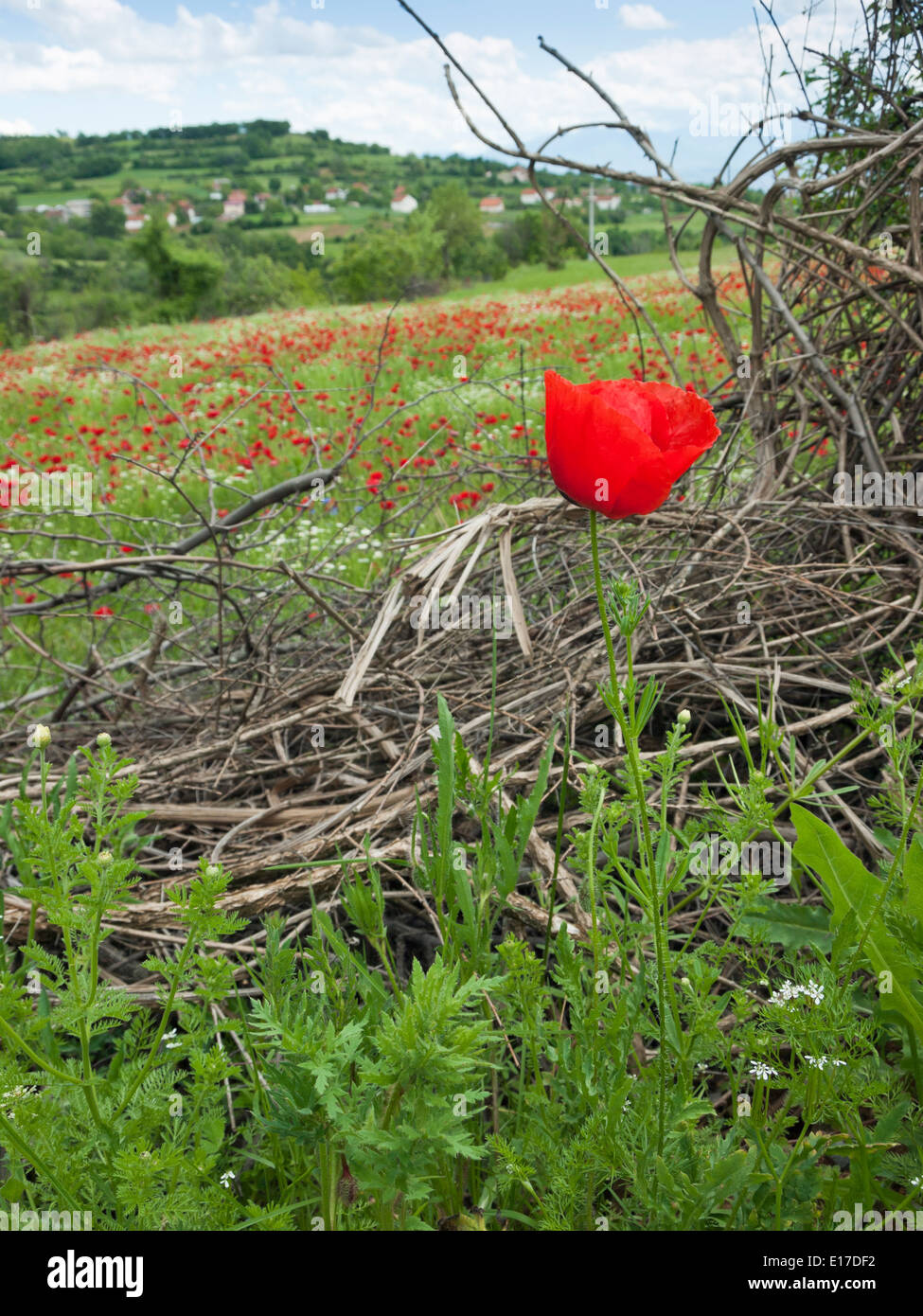 Poppy village hi-res stock photography and images - Alamy