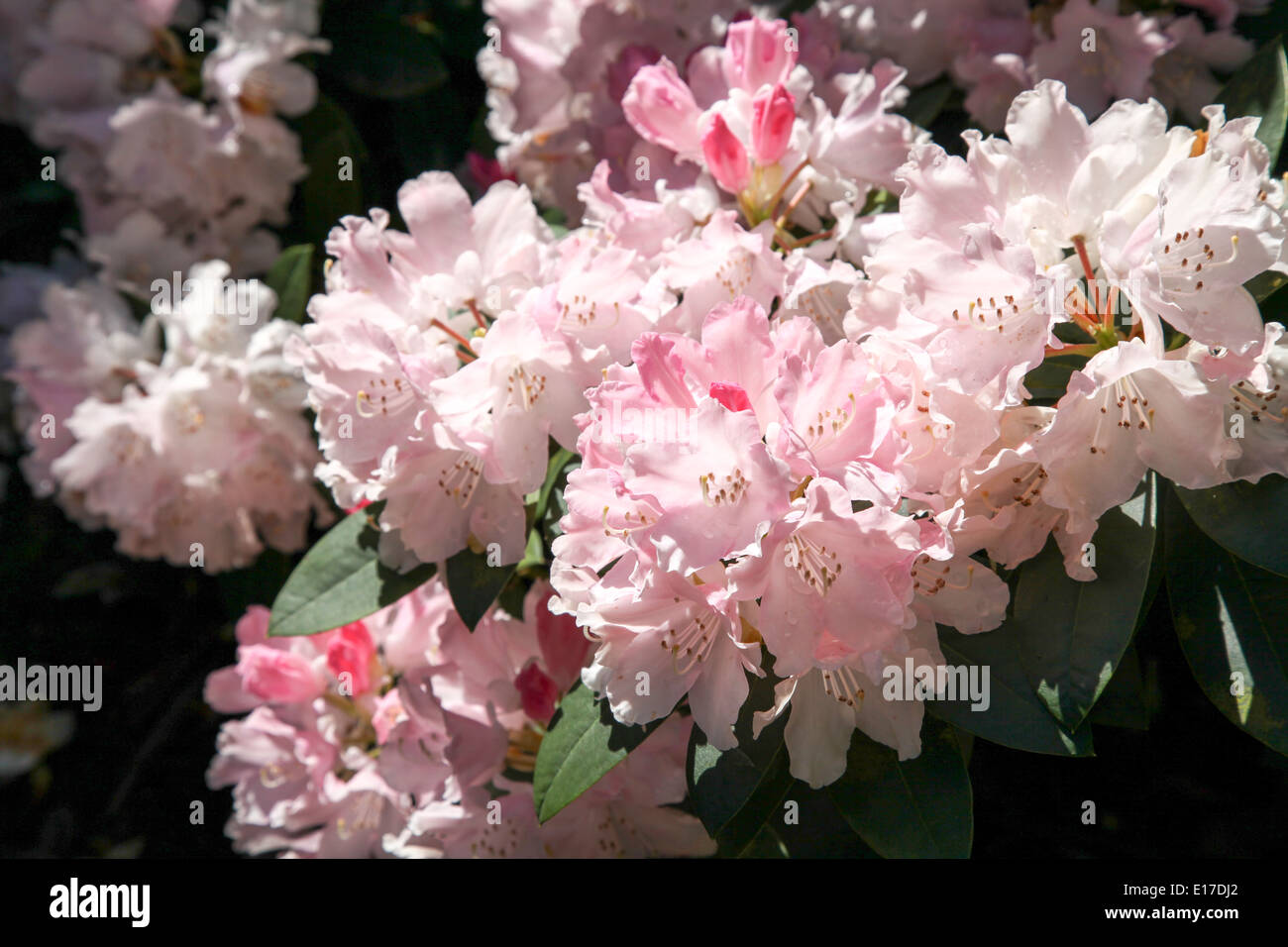 pink and white rhododendron Stock Photo - Alamy