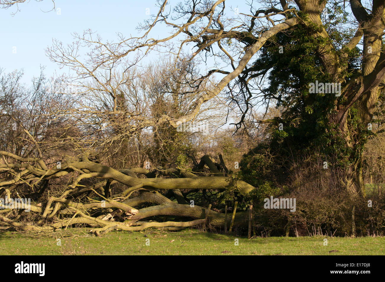 English oak tree hi-res stock photography and images - Alamy