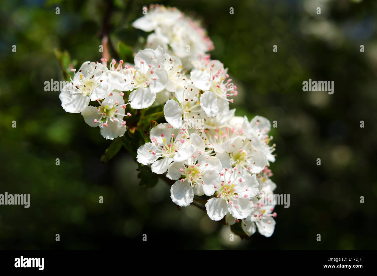 Hawthorn flower blossom hi-res stock photography and images - Alamy