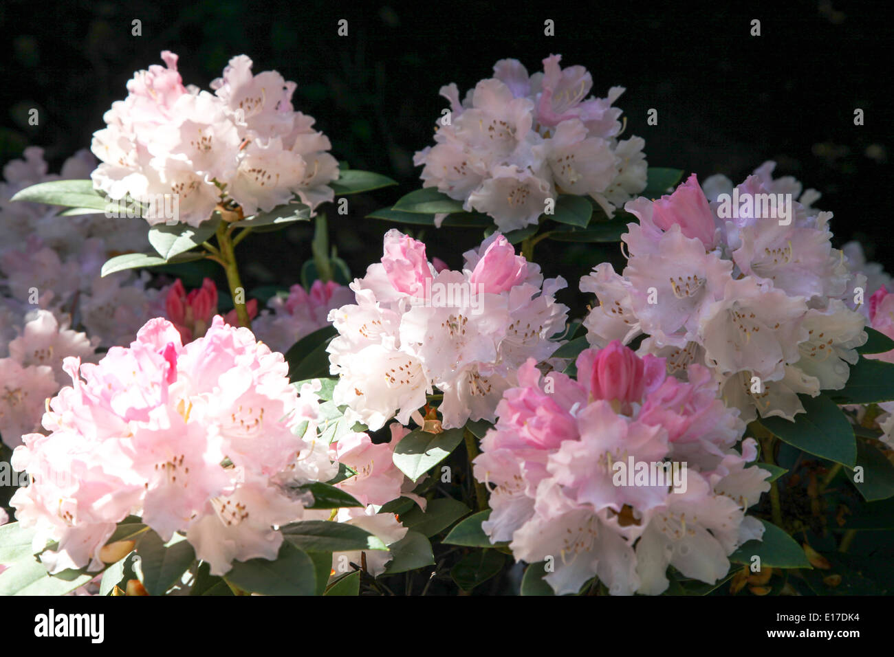 Pink and white rhododendron Stock Photo - Alamy