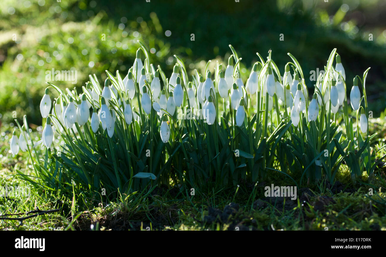 Snowdrops galanthus nivalis wild hi-res stock photography and images ...