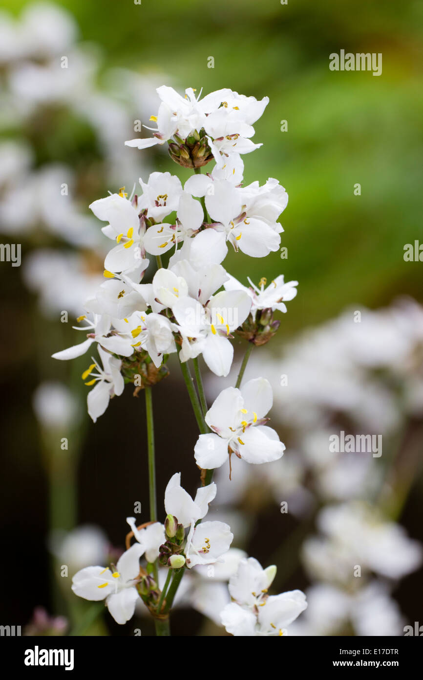 Libertia grandiflora hi-res stock photography and images - Alamy