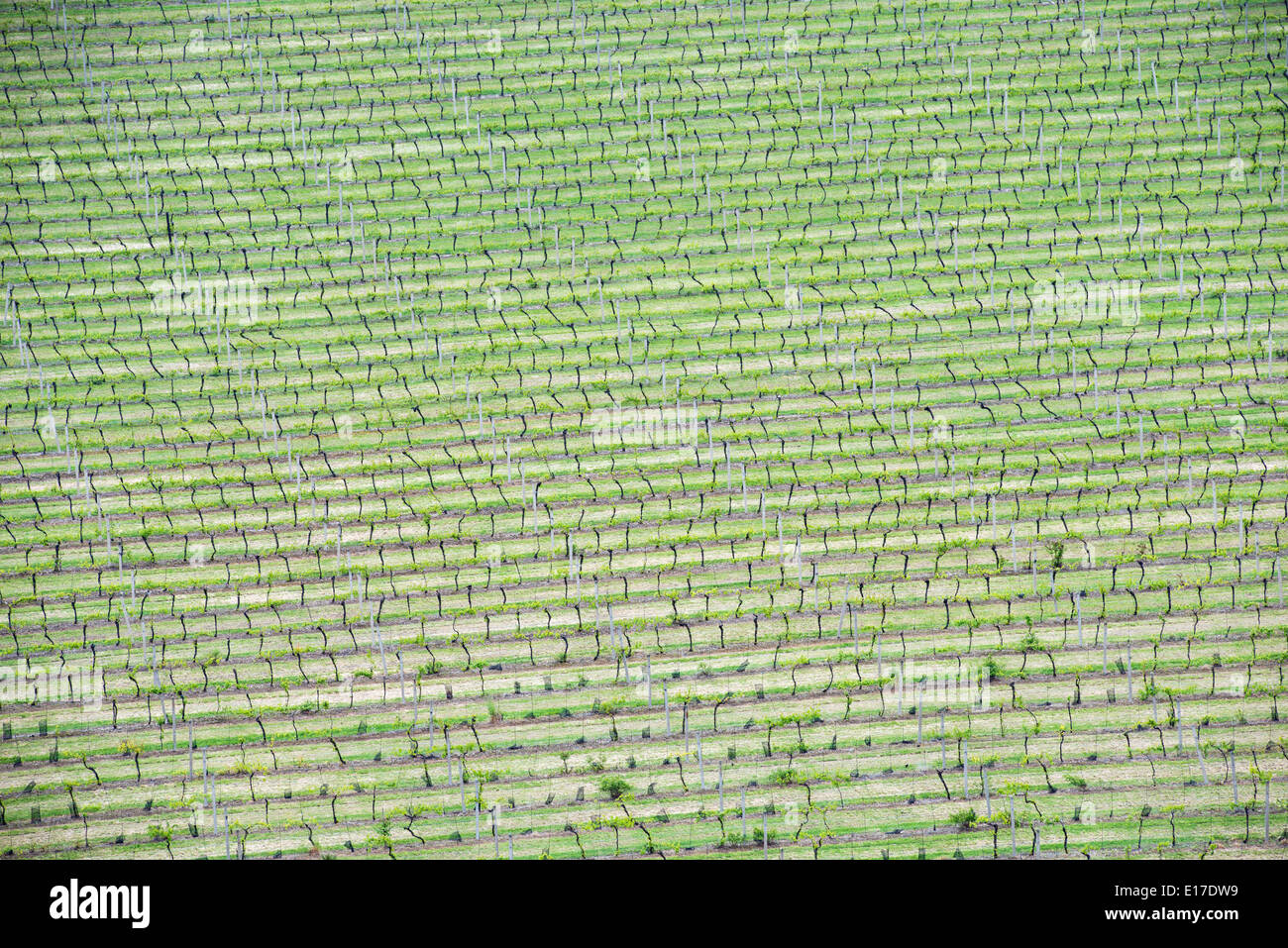 Grape rows hi-res stock photography and images - Alamy