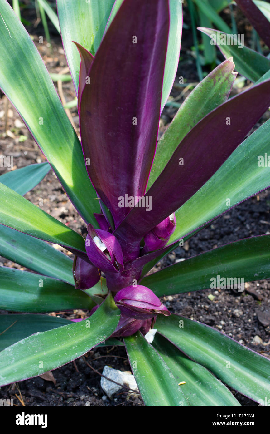 Purple undersides on the rosettes of Tradescantia spathacea Stock Photo ...