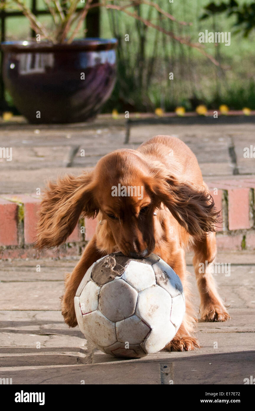 Sprocker playing with ball Stock Photo - Alamy