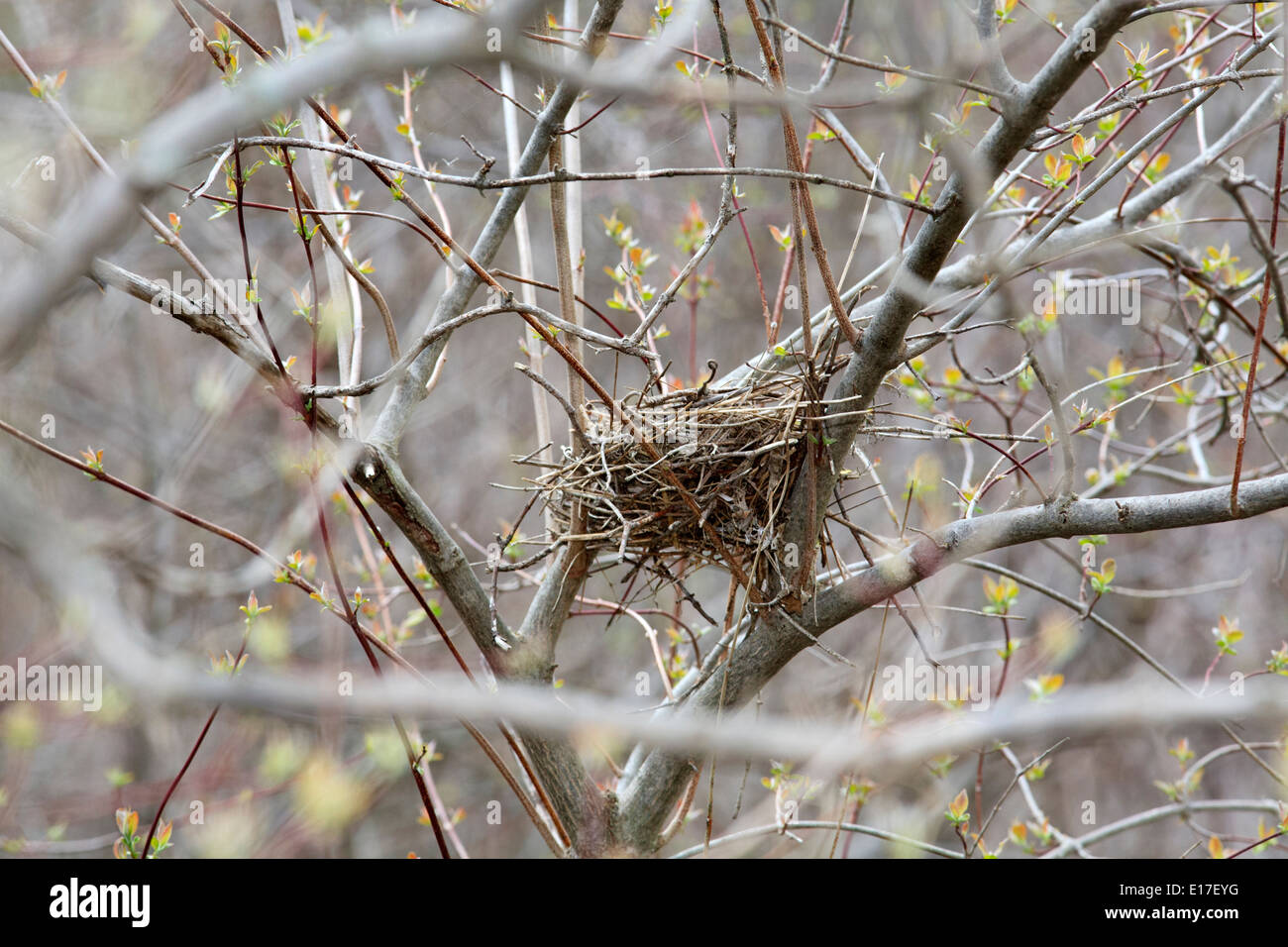 American robin nest hi-res stock photography and images - Alamy