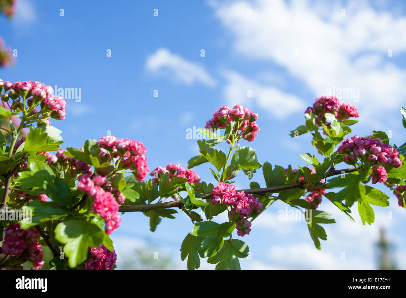 hawthorn pink flowers tree Stock Photo - Alamy
