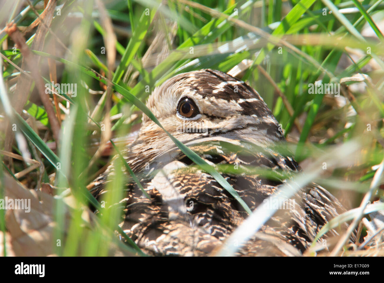 American woodcock (Scolopax minor) on the nest Stock Photo - Alamy
