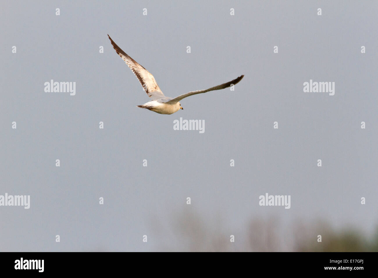 Ring-billed gull (Larus delawarensis) in flight Stock Photo - Alamy