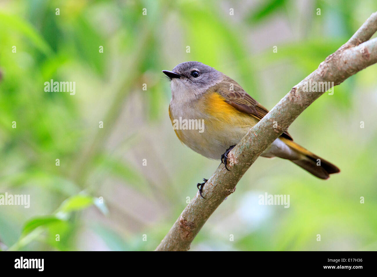 Female American redstart (Setophaga ruticilla) during the Spring ...