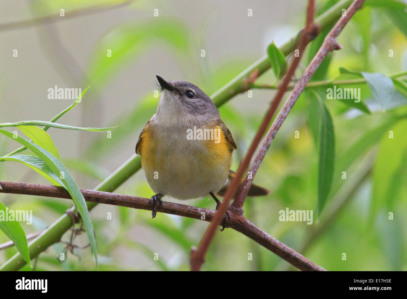 Female American redstart (Setophaga ruticilla) during the Spring ...