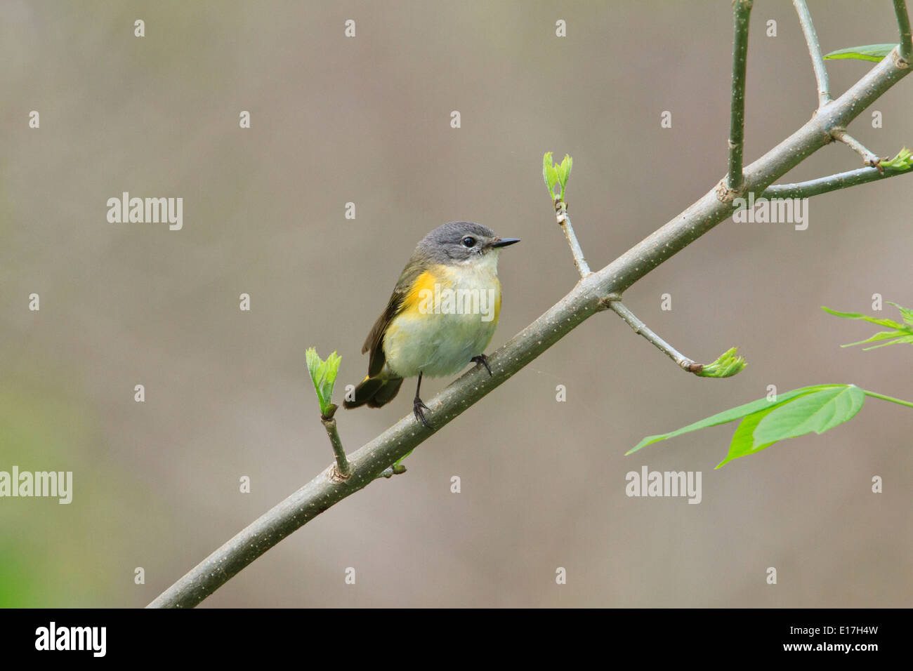 Female American redstart (Setophaga ruticilla) during the Spring ...