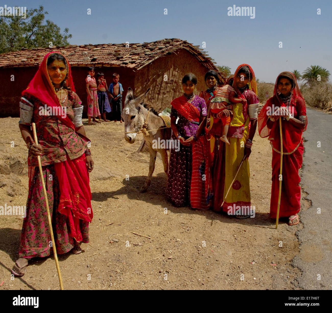 The women of the Kalbelia tribe are herderrs of goat and donkey flocks ...