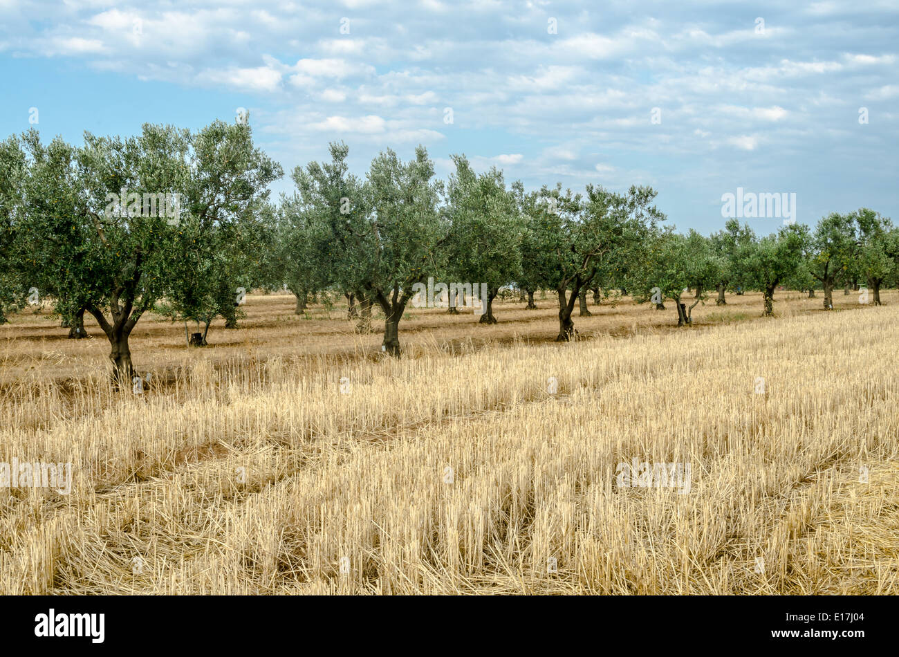 Landscape in greece olive trees hi-res stock photography and images - Alamy