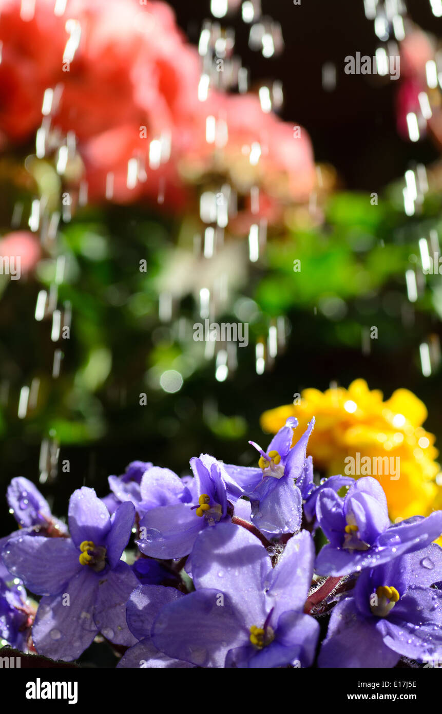 Watering garden spring hi-res stock photography and images - Alamy