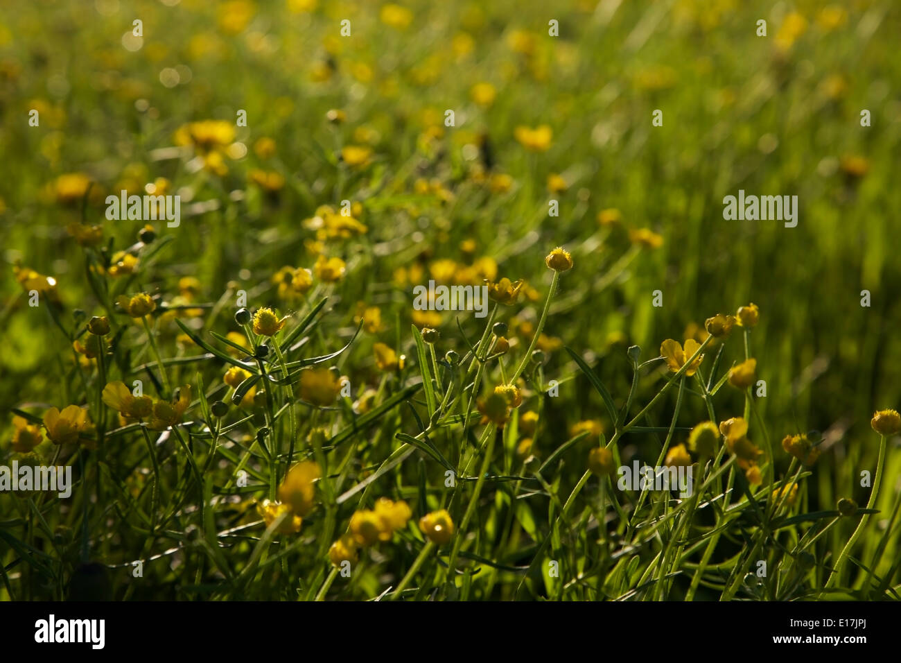 Evening sun lighting hi-res stock photography and images - Alamy
