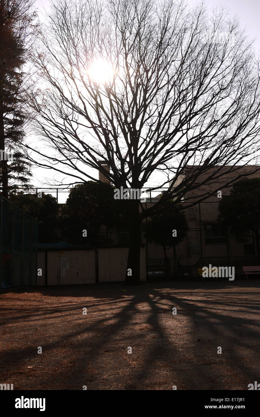 Shadow casting over a tree in Tokyo Stock Photo - Alamy