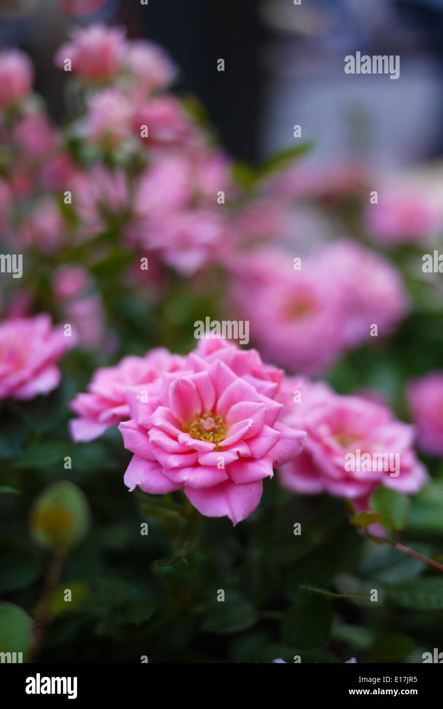 Pink flower portrait Stock Photo - Alamy