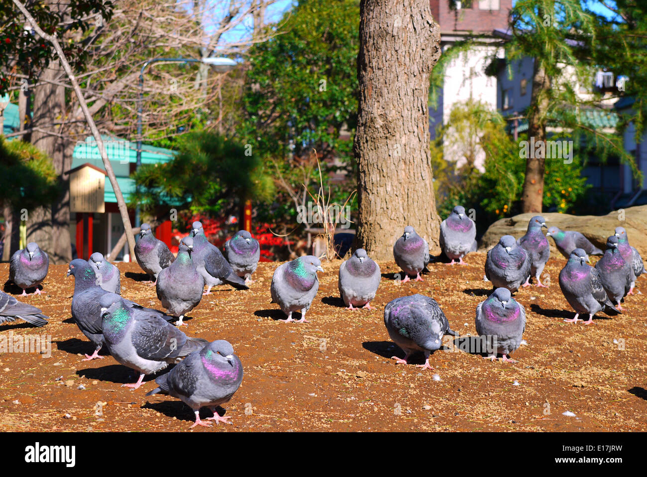 Resting pigeon hi-res stock photography and images - Alamy