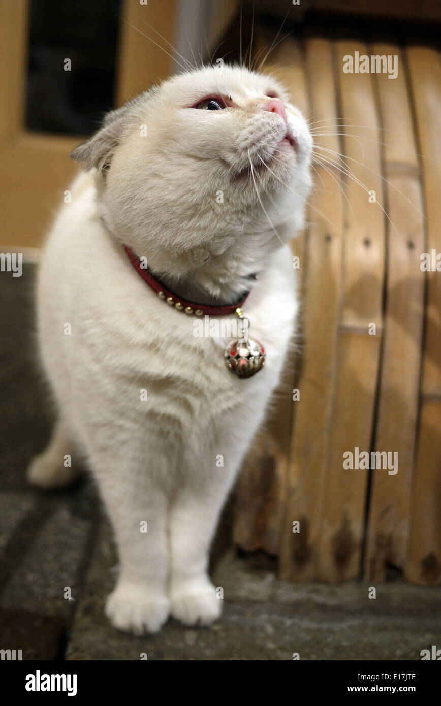 A fat white cat taken while in tokyo hi-res stock photography and ...