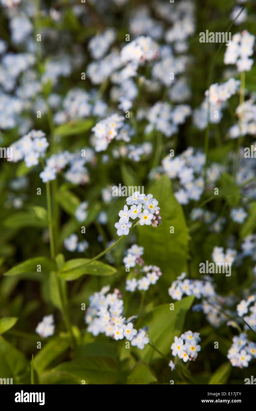 Small blue flowers blooming in spring in Finland Stock Photo - Alamy