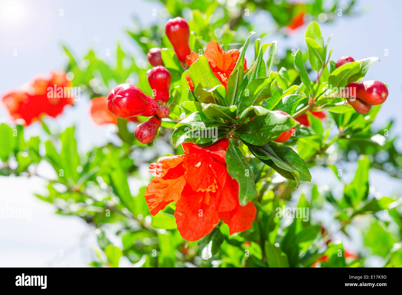 Pomegranate bloom hi-res stock photography and images - Alamy