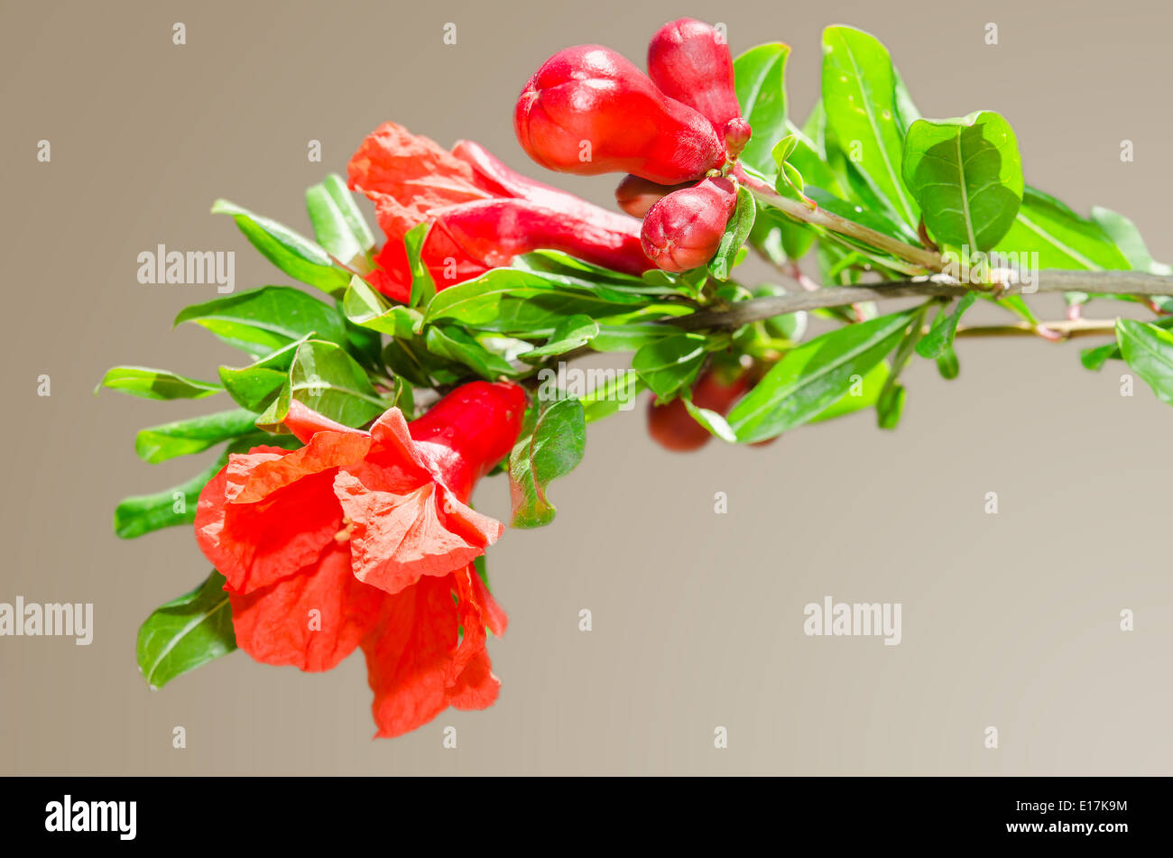 Pomegranate blossom hi-res stock photography and images - Alamy