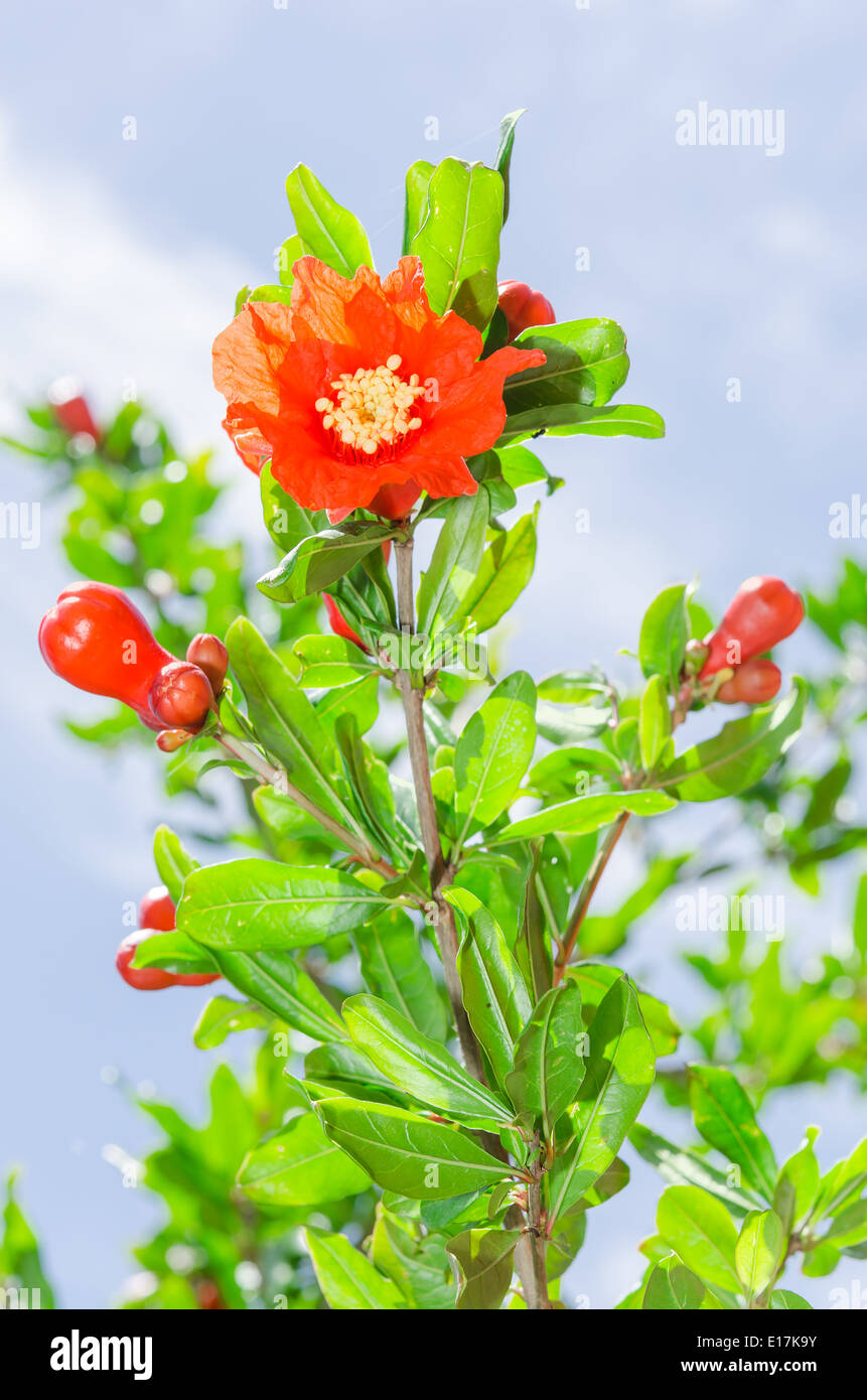 Pomegranate tree blooming at spring with sunlight red flowers against ...
