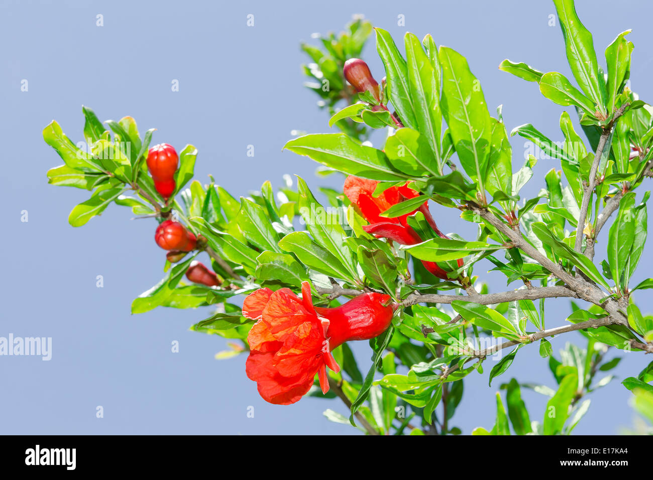 Garnet fruit hi-res stock photography and images - Alamy