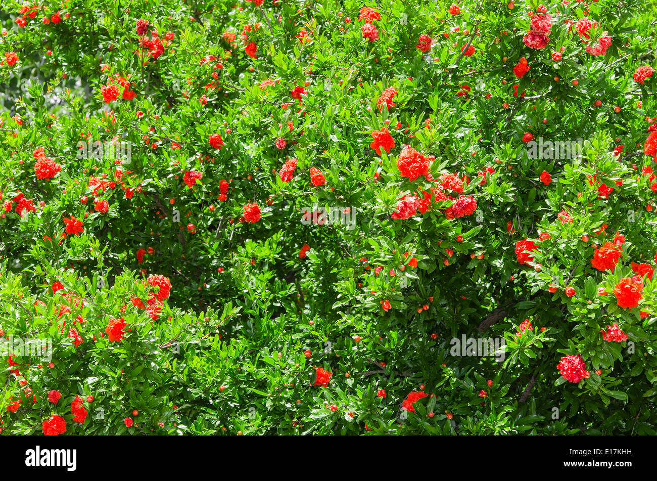 Red Flowering Bush