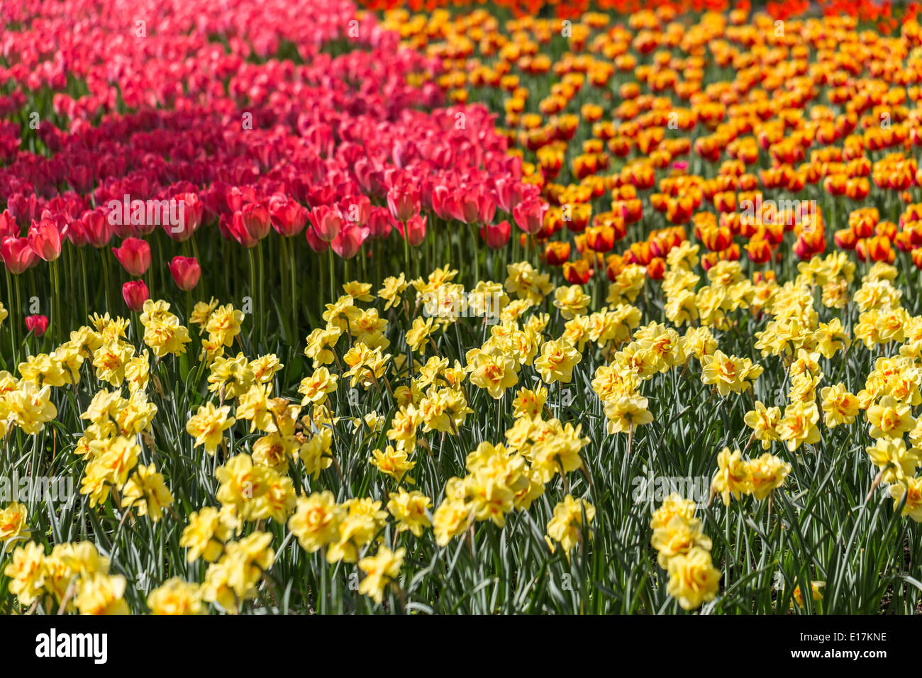 Beautiful bright pink tulips in hi-res stock photography and images - Alamy